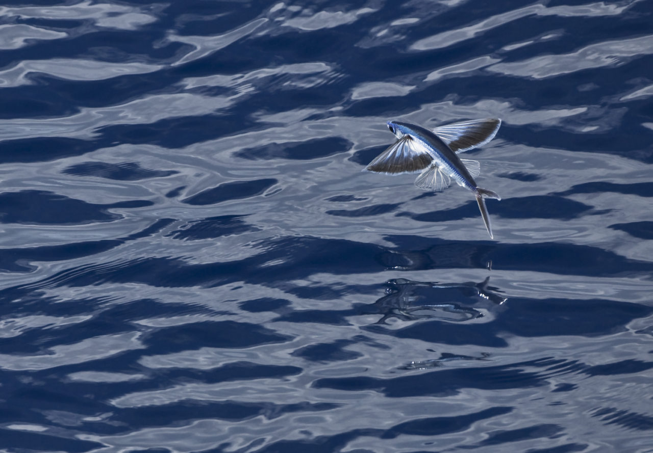 Jan-Peter Lahall - Flygfisk Maldiverna - KH Konst & Antik