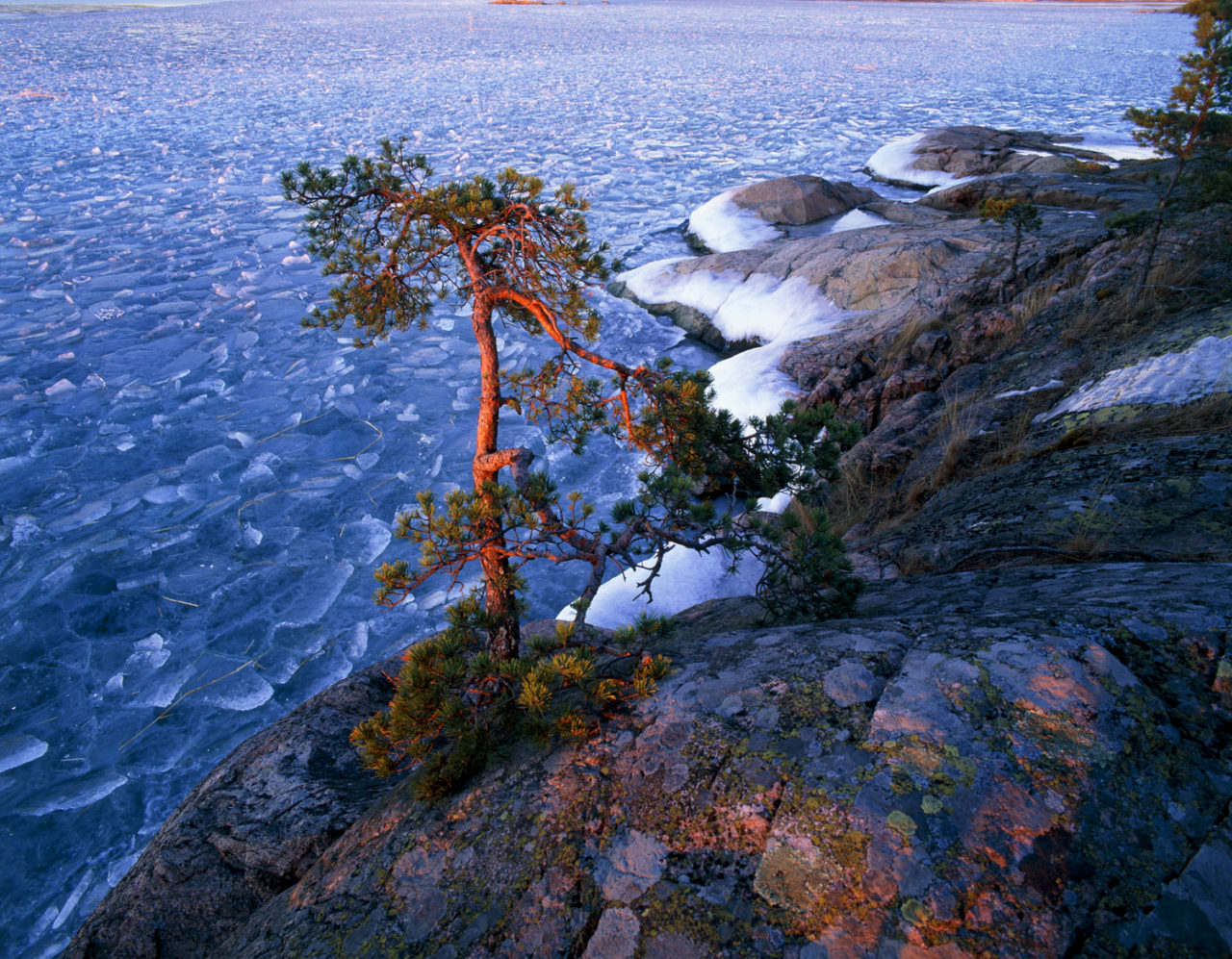 Jan-Peter Lahall - Martall i kvällsljus - KH Konst & Antik